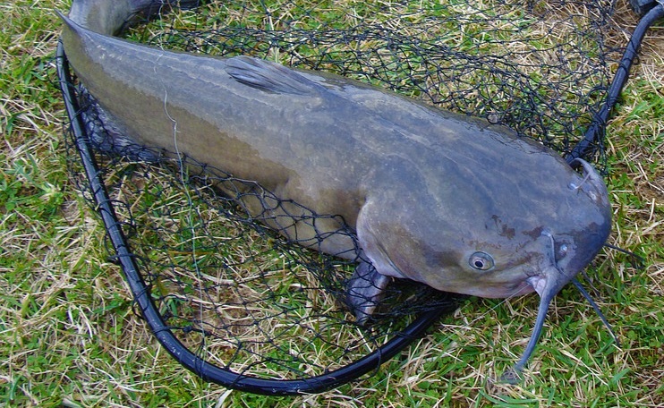 Les espèces de poissons d'eau douce - Cuisine & pâtisserie moderne