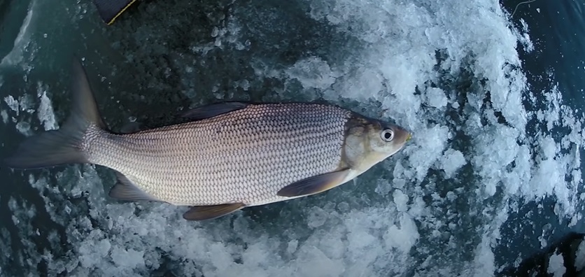 Les espèces de poissons d'eau douce - Cuisine & pâtisserie moderne