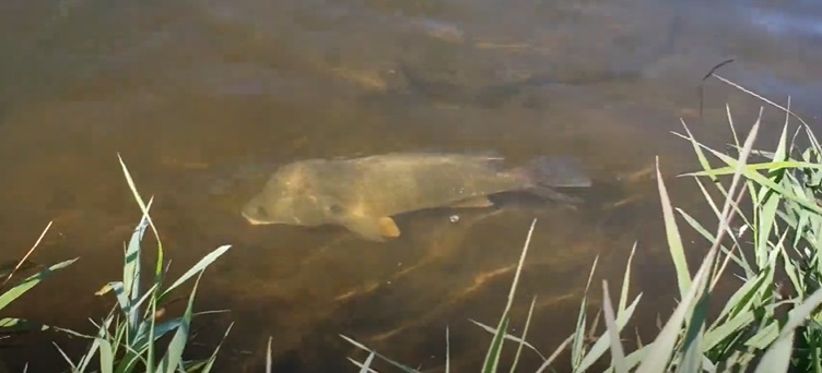 Les espèces de poissons d'eau douce - Cuisine & pâtisserie moderne