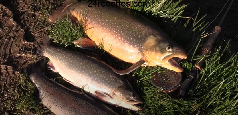 Les espèces de poissons d'eau douce - Cuisine & pâtisserie moderne