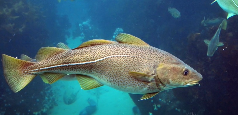 Tout savoir sur le morue poisson - Cuisine & pâtisserie moderne