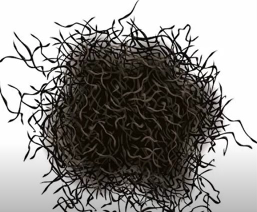 Aramé algue de mer comestible - Cuisine & pâtisserie moderne