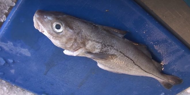 Liste des poissons de mer comestibles - Cuisine & pâtisserie moderne