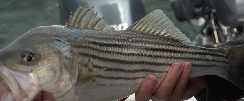 Liste des poissons de mer comestibles - Cuisine & pâtisserie moderne