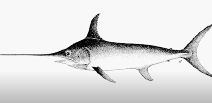 Liste des poissons de mer comestibles - Cuisine & pâtisserie moderne