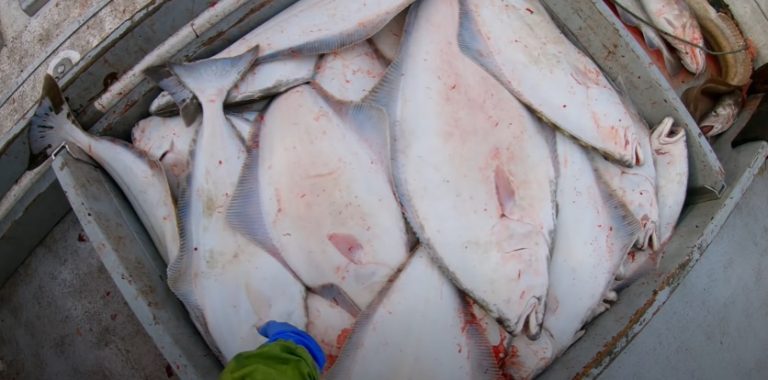 Liste des poissons de mer comestibles - Cuisine & pâtisserie moderne