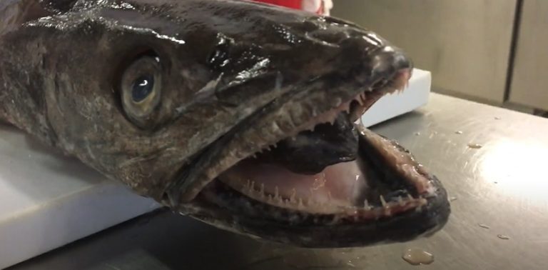 Liste des poissons de mer comestibles - Cuisine & pâtisserie moderne