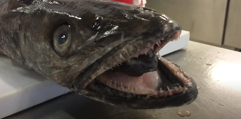 Liste des poissons de mer comestibles - Cuisine & pâtisserie moderne