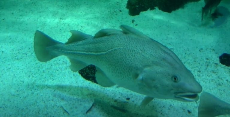 Liste des poissons de mer comestibles - Cuisine & pâtisserie moderne