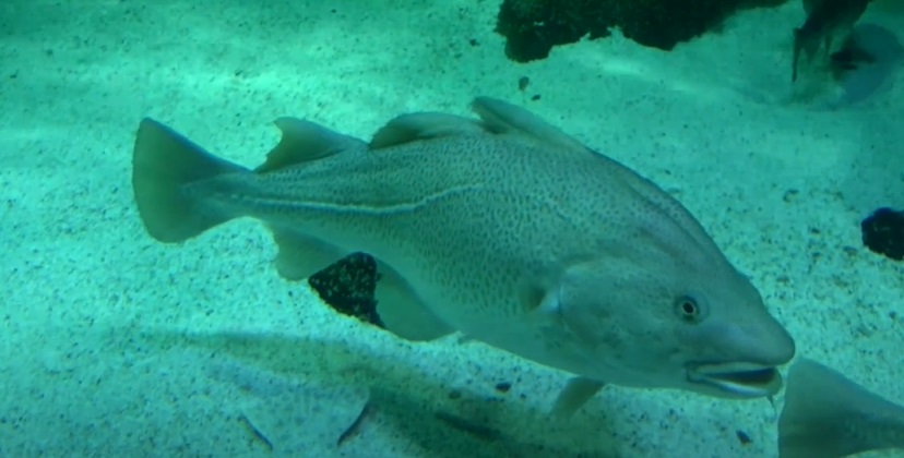 Liste des poissons de mer comestibles - Cuisine & pâtisserie moderne