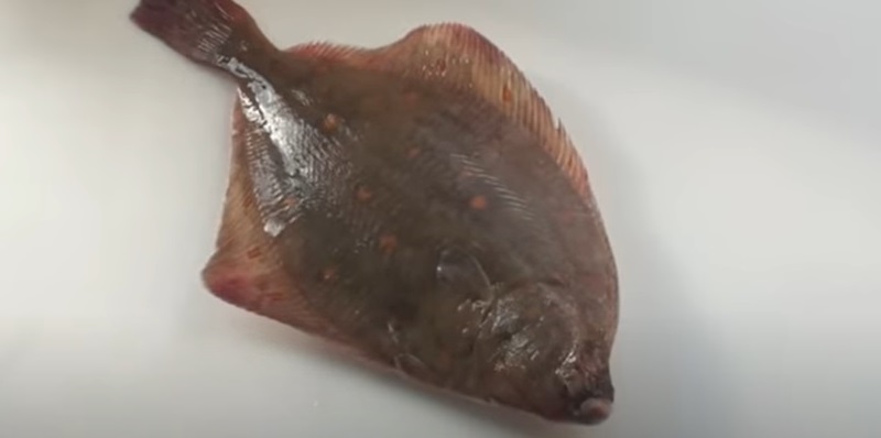 Liste des poissons de mer comestibles - Cuisine & pâtisserie moderne