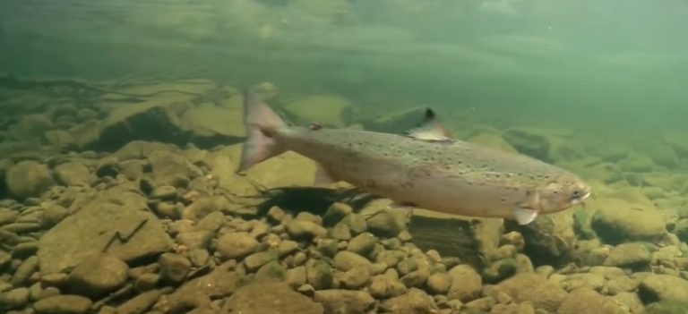 Liste des poissons de mer comestibles - Cuisine & pâtisserie moderne