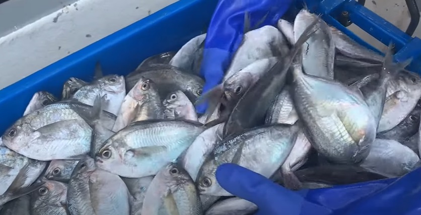 Liste des poissons de mer comestibles - Cuisine & pâtisserie moderne