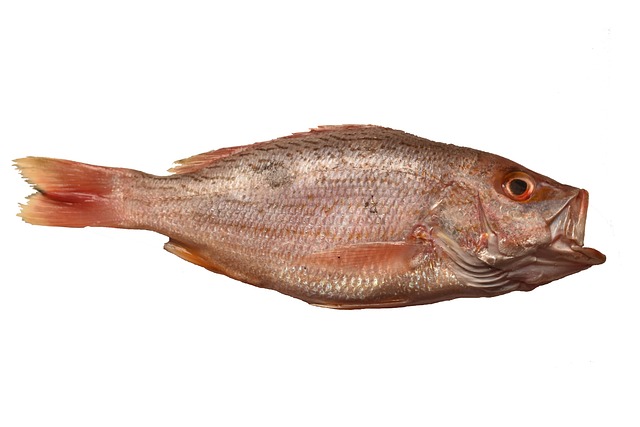 Liste des poissons de mer comestibles - Cuisine & pâtisserie moderne